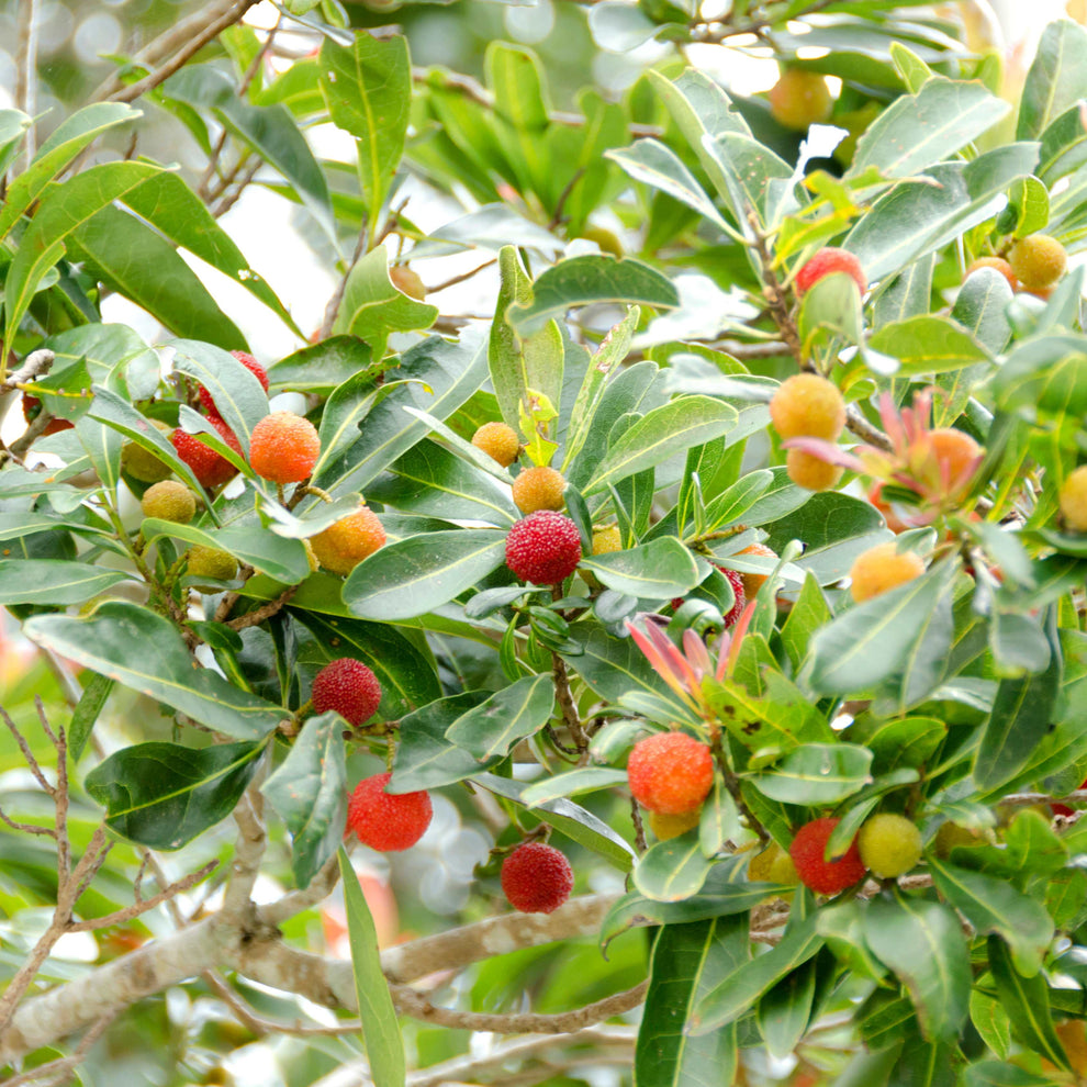 5Pcs Yangmei (Bayberry) Plant Seeds – Passion For Plantation