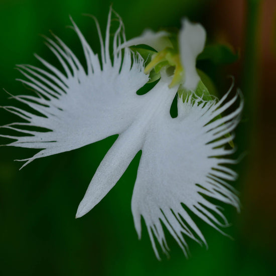 Japanese Radiata White Egret Orchid Plant – Passion For Plantation