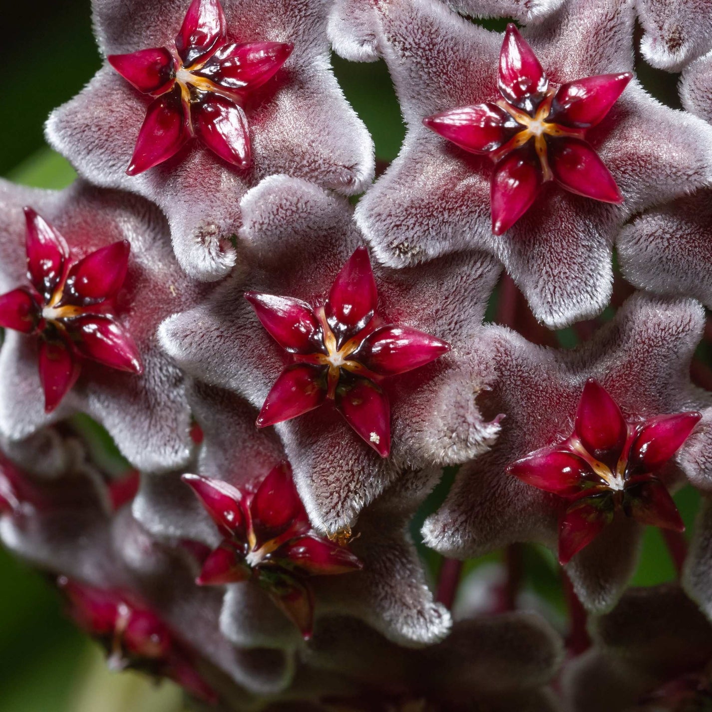 50Pcs Hoya Flower Seeds – Passion For Plantation
