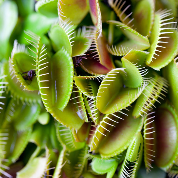 100Pcs Ferocious Venus Flytrap (Insectivorous, Carnivorous) Plant Seed ...