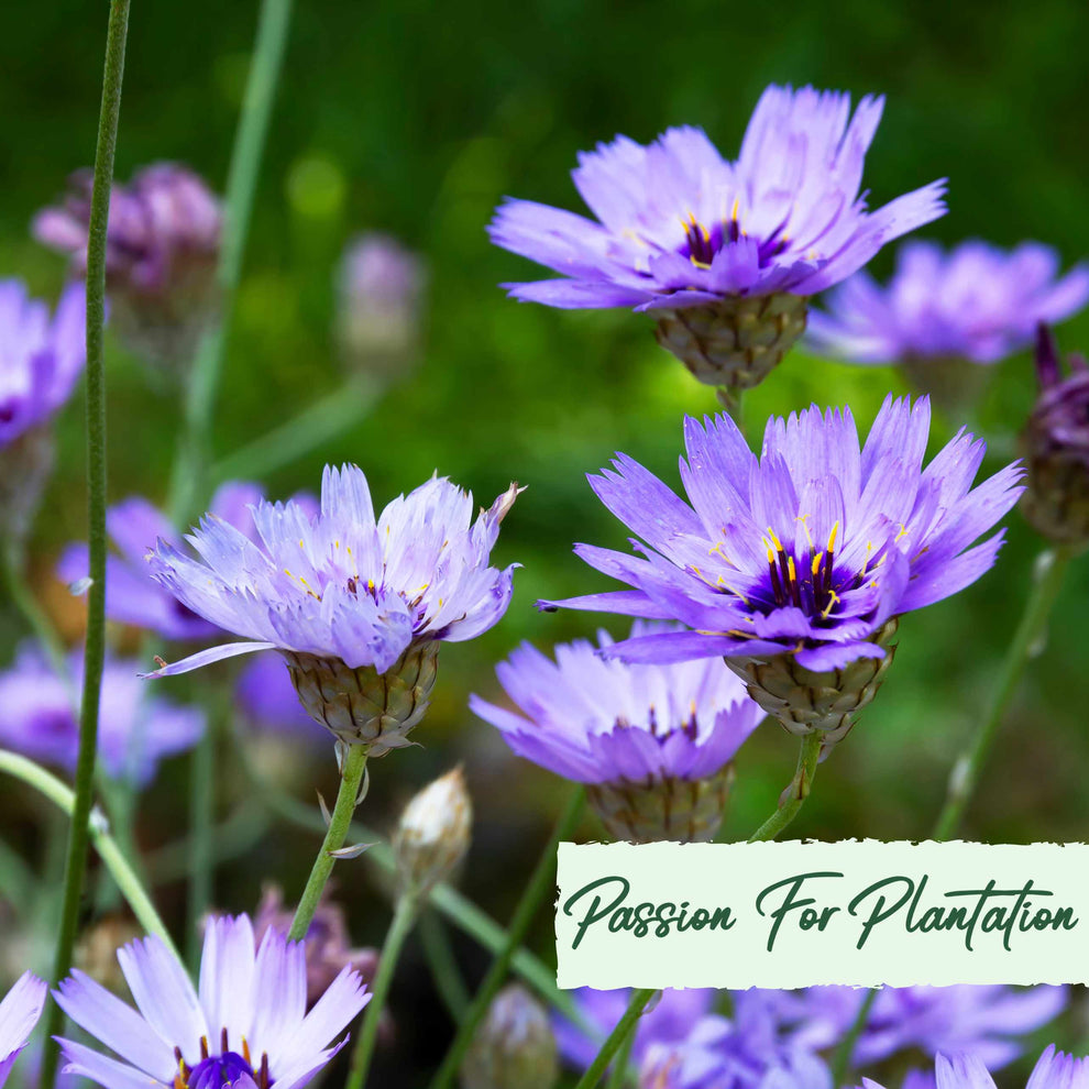 Cupids Dart Blue Flower Seeds (Catananche Caerulea) – Passion For ...