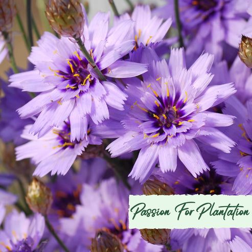 Cupids Dart Blue Flower Seeds (Catananche Caerulea) – Passion For ...