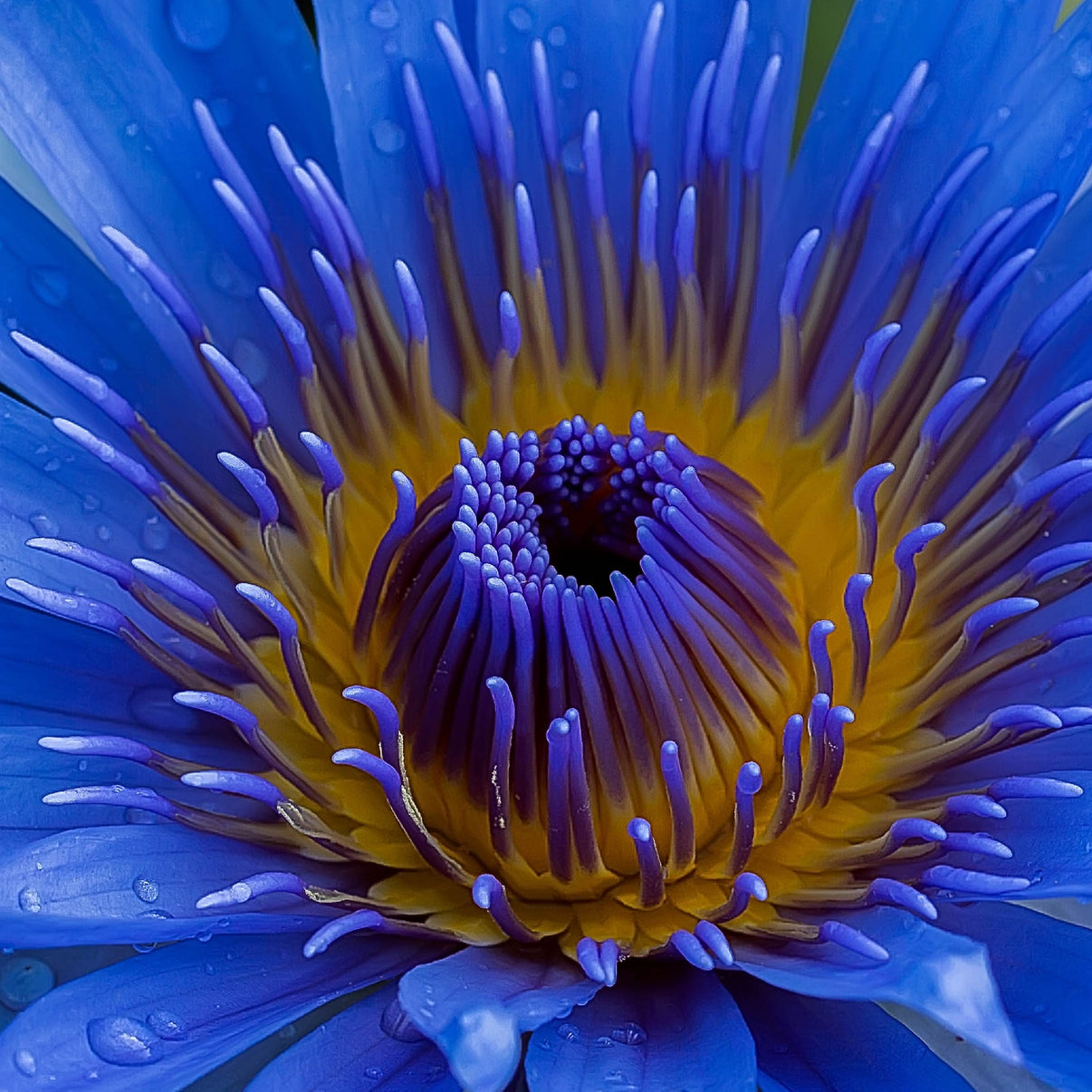 5 BLUE LOTUS Flower Seeds – Passion For Plantation