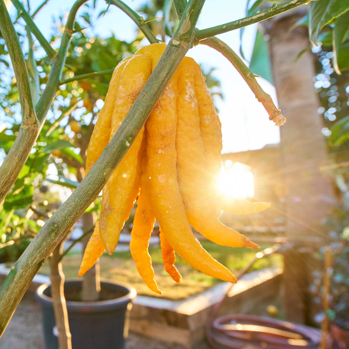 50Pcs Buddha's Hand Plant Seeds – Passion For Plantation