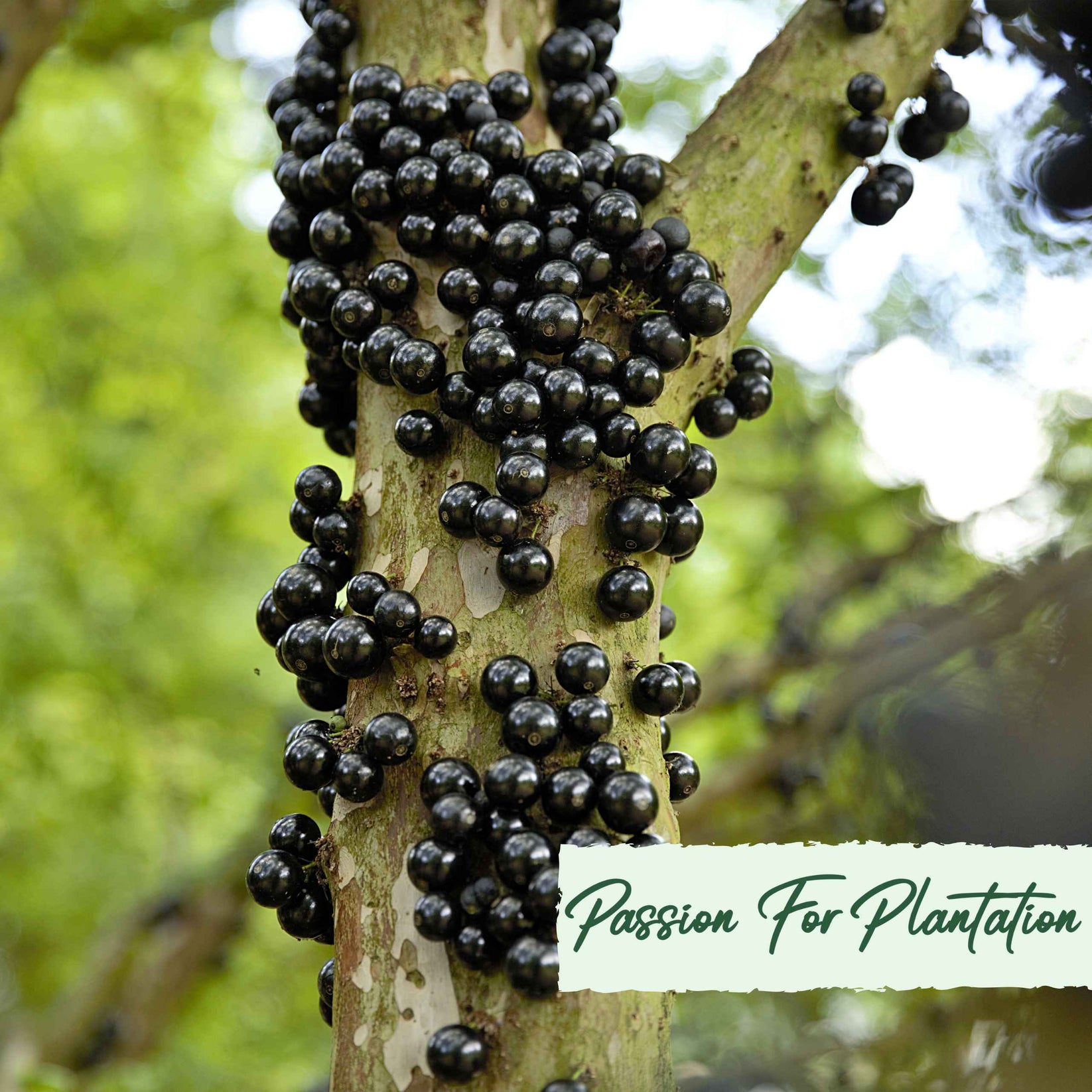 Rare Brazilian Grape Tree (Jabuticaba) Seeds – Passion For Plantation