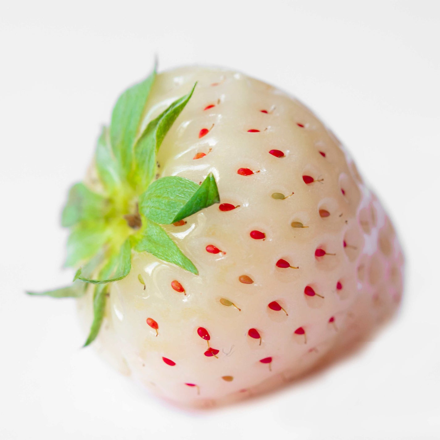 200Pcs Albino White Snow Alpine Strawberry Seeds – Passion For Plantation