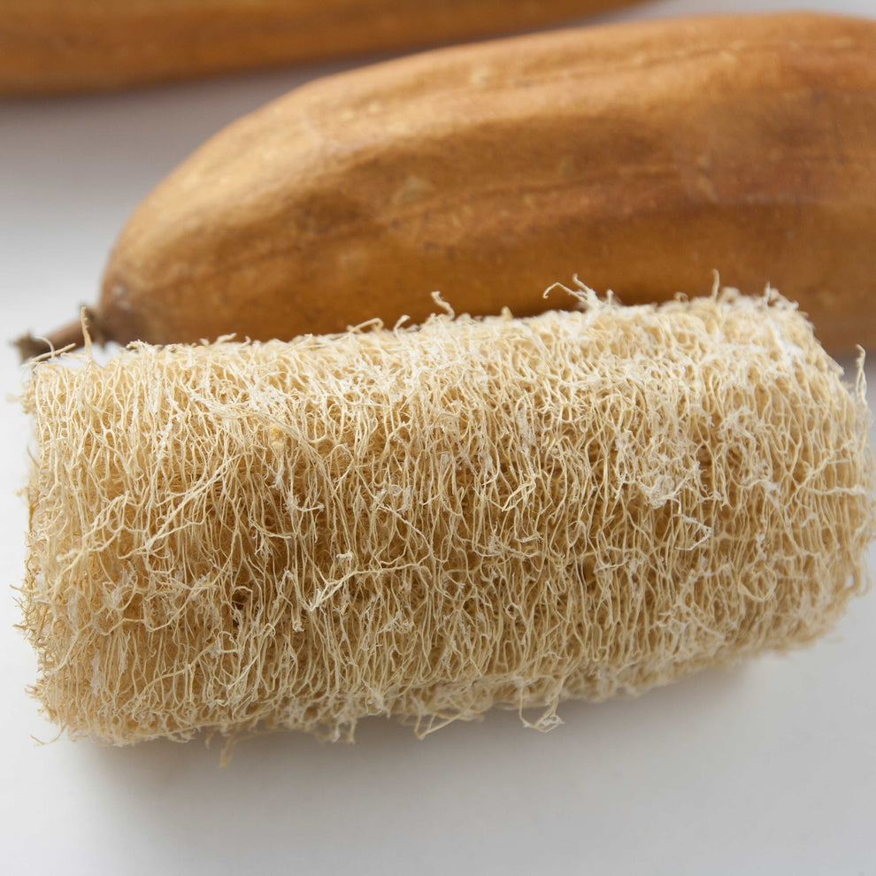 10Pcs Luffa Seeds – Passion For Plantation
