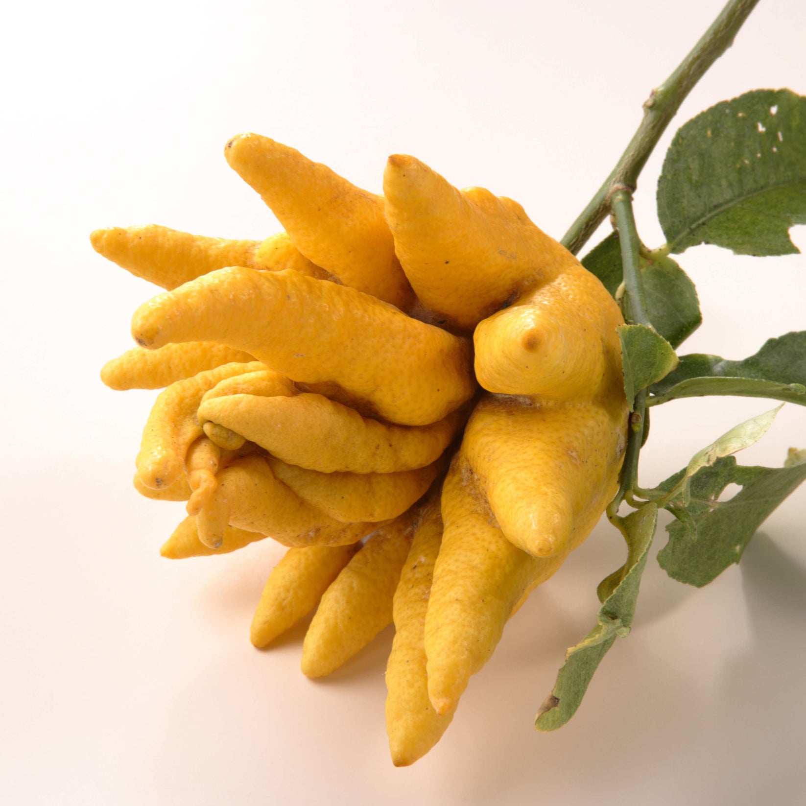 50Pcs Buddha's Hand Plant Seeds – Passion For Plantation
