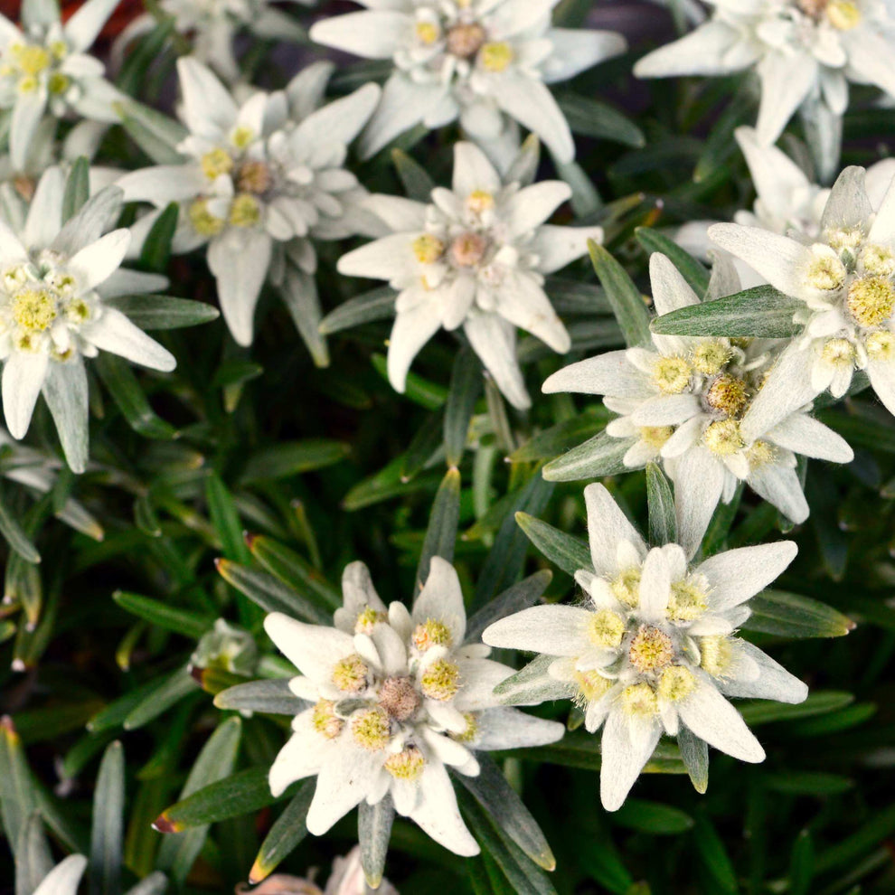 100Pcs Edelweiss Flower Seeds – Passion For Plantation