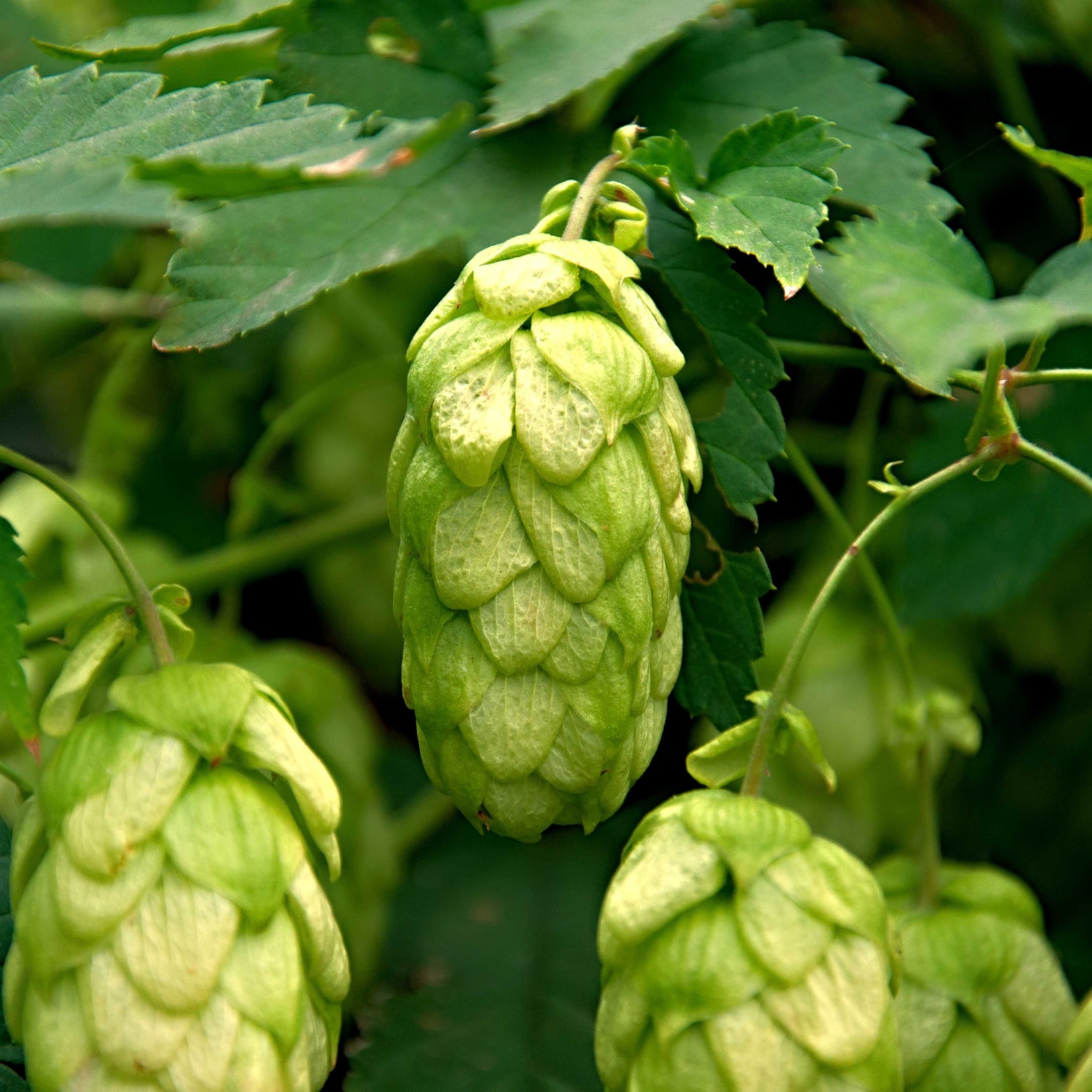 10Pcs Hops (Humulus lupulus) Seeds, Brew Your Own Beer, Easy To Plant ...