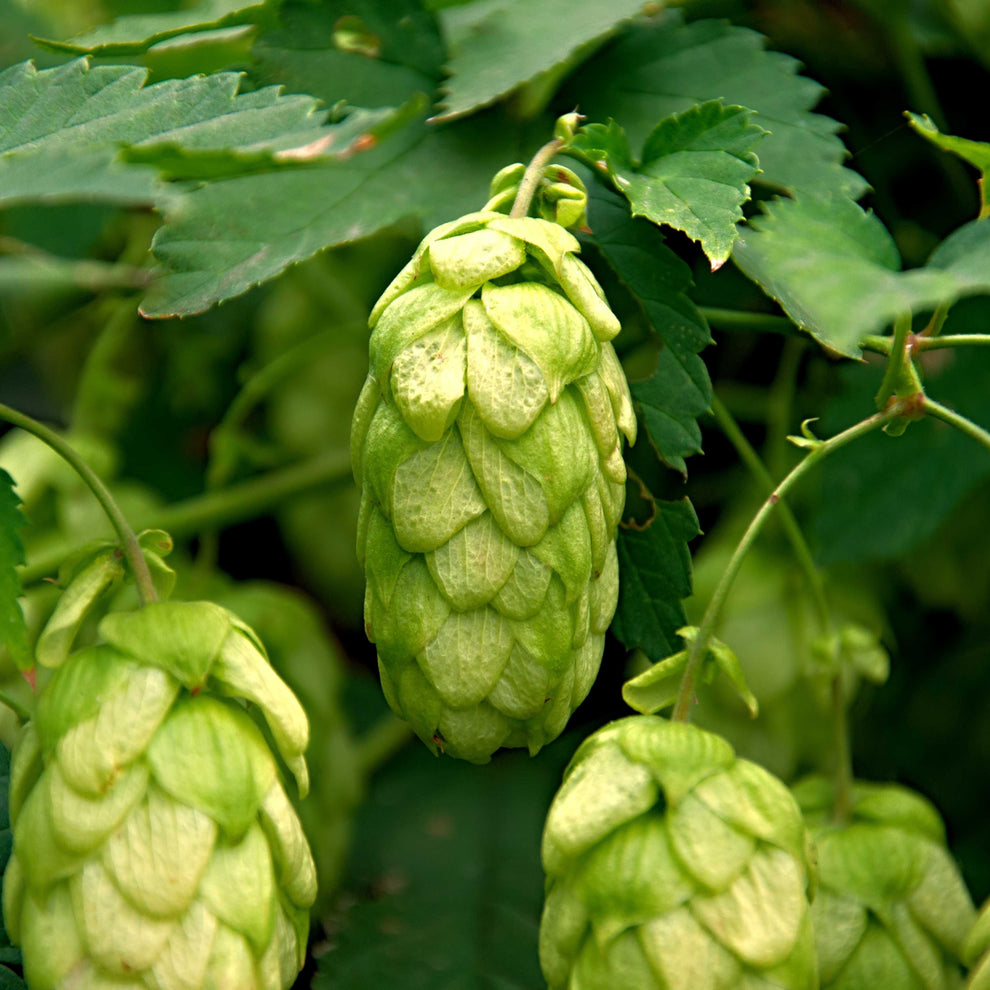10Pcs Hops (Humulus lupulus) Seeds, Brew Your Own Beer, Easy To Plant ...