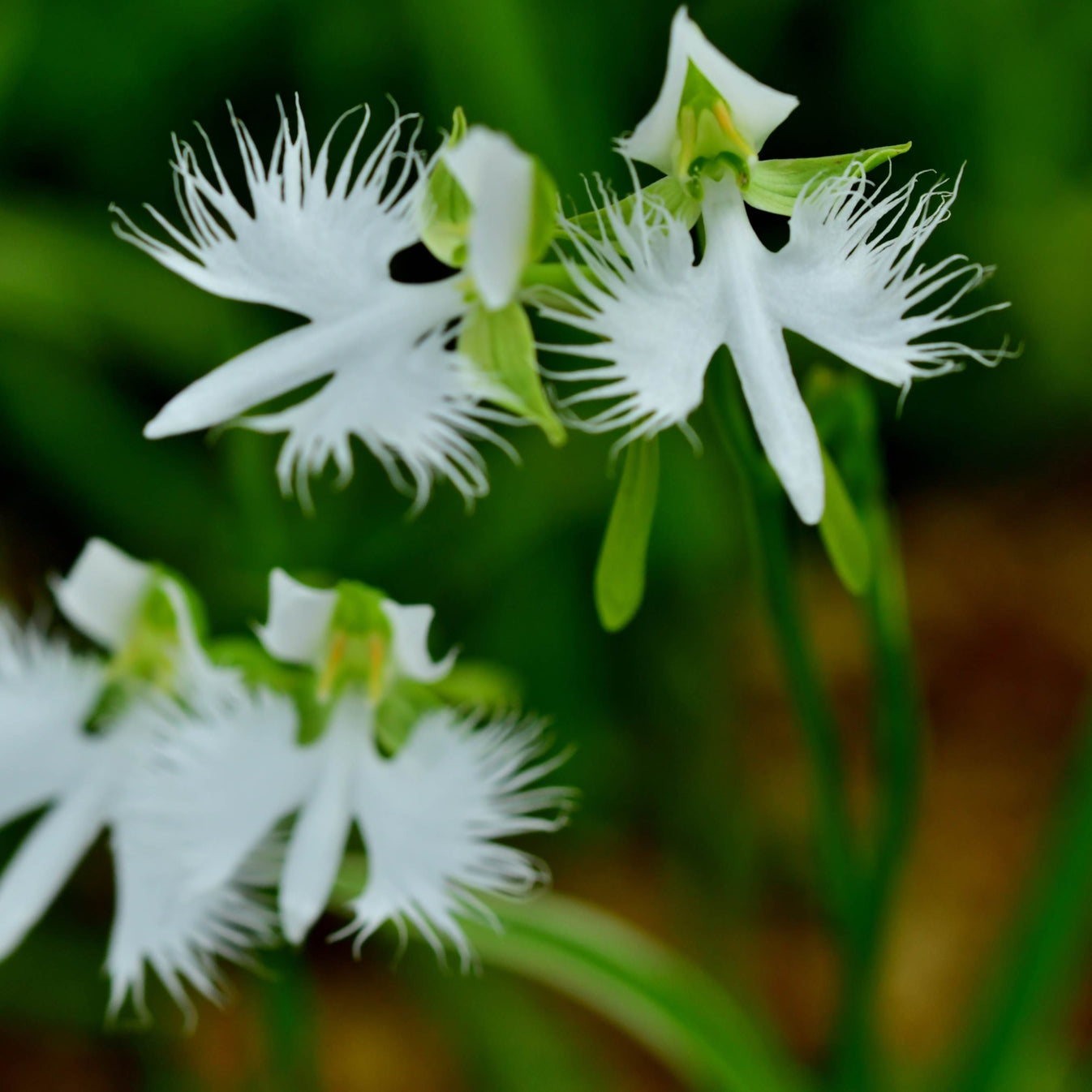 100Pcs Japanese Radiata White Egret Orchid Plant Seeds – Passion For ...