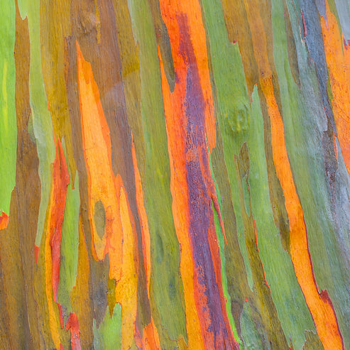 50Pcs Rainbow Eucalyptus Deglupta Tree Seeds – Passion For Plantation