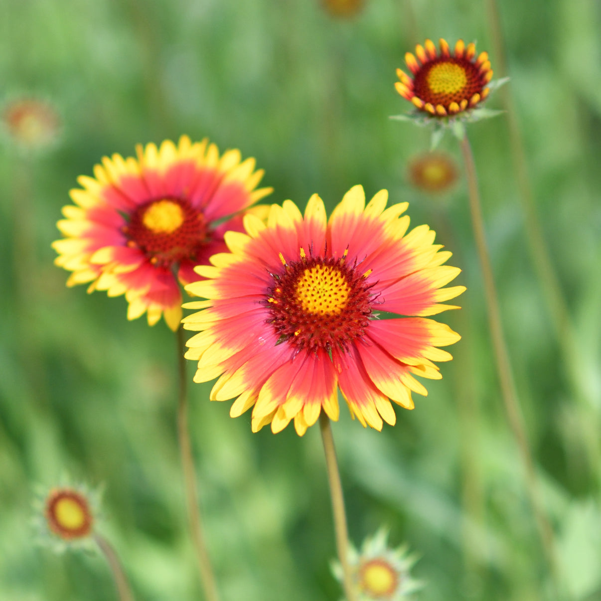 Gaillardia Flower Seeds – Passion For Plantation