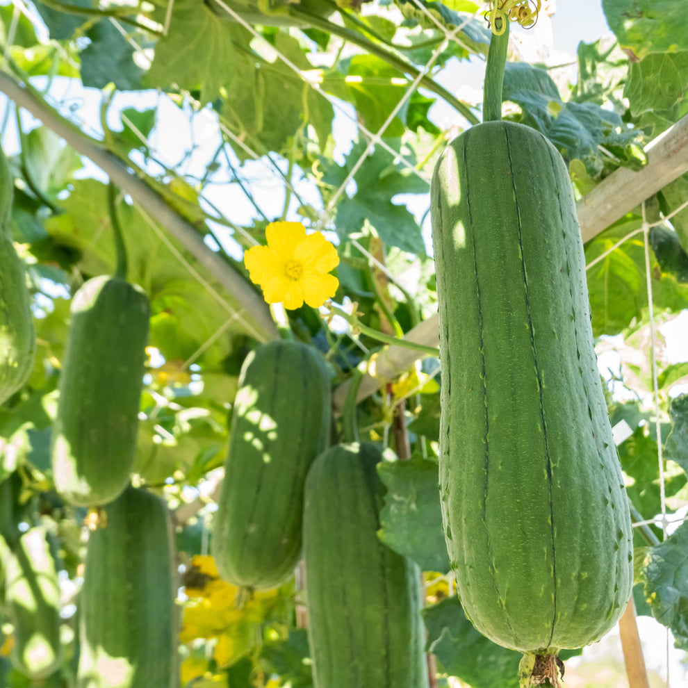 10Pcs Luffa Seeds – Passion For Plantation