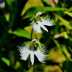 100Pcs Japanese Radiata White Egret Orchid Plant Seeds – Passion For ...