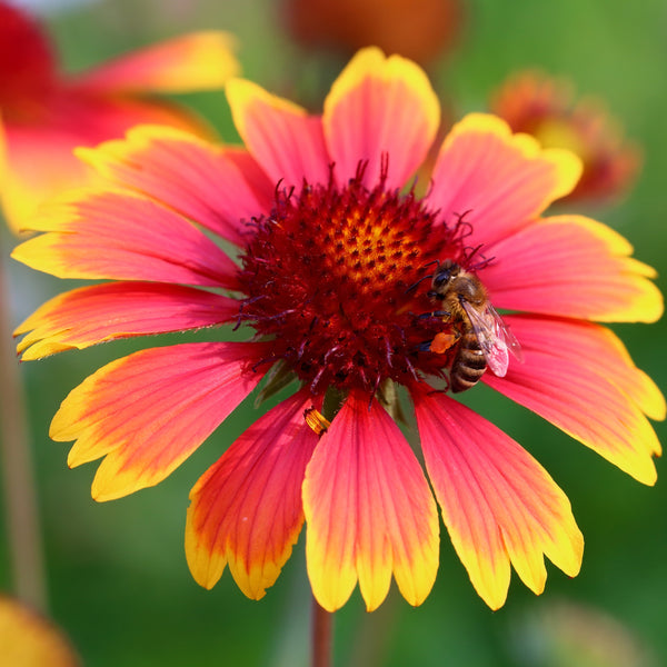 Gaillardia Flower Seeds – Passion For Plantation