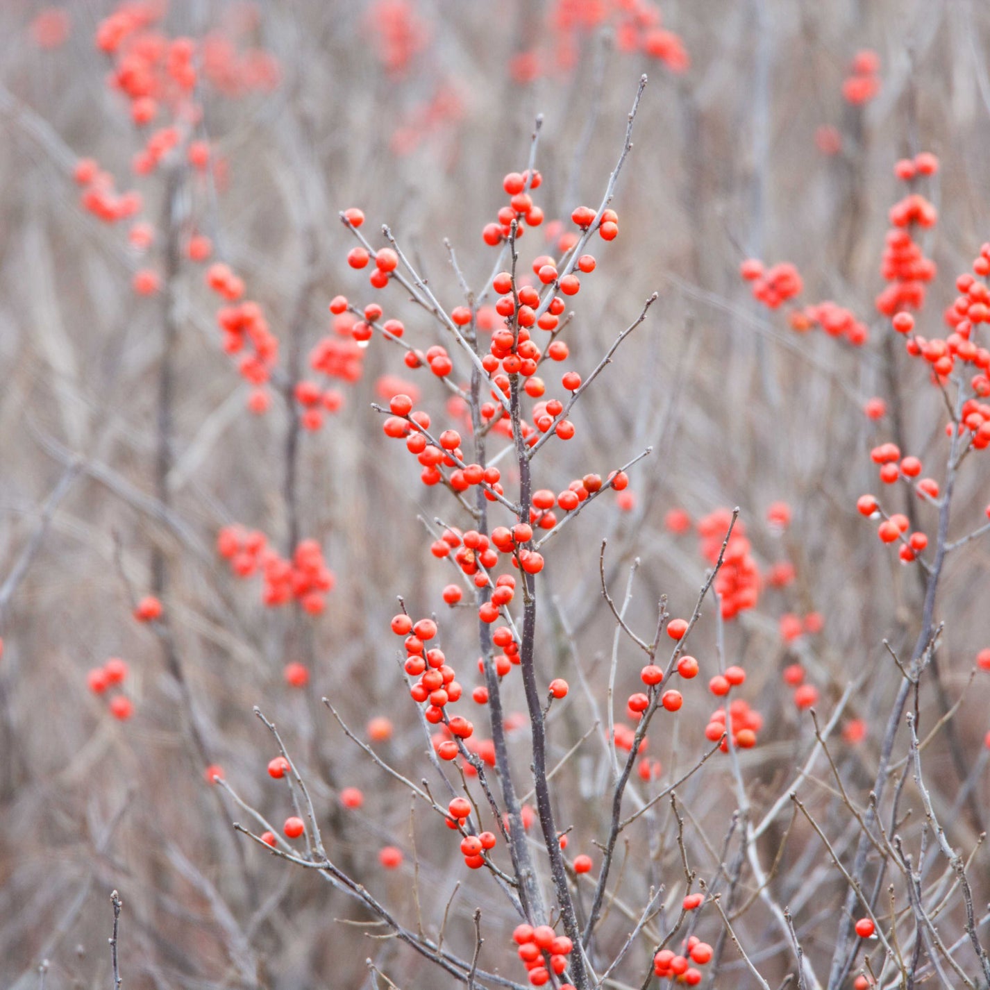 20Pcs Winterberry Seeds – Passion For Plantation