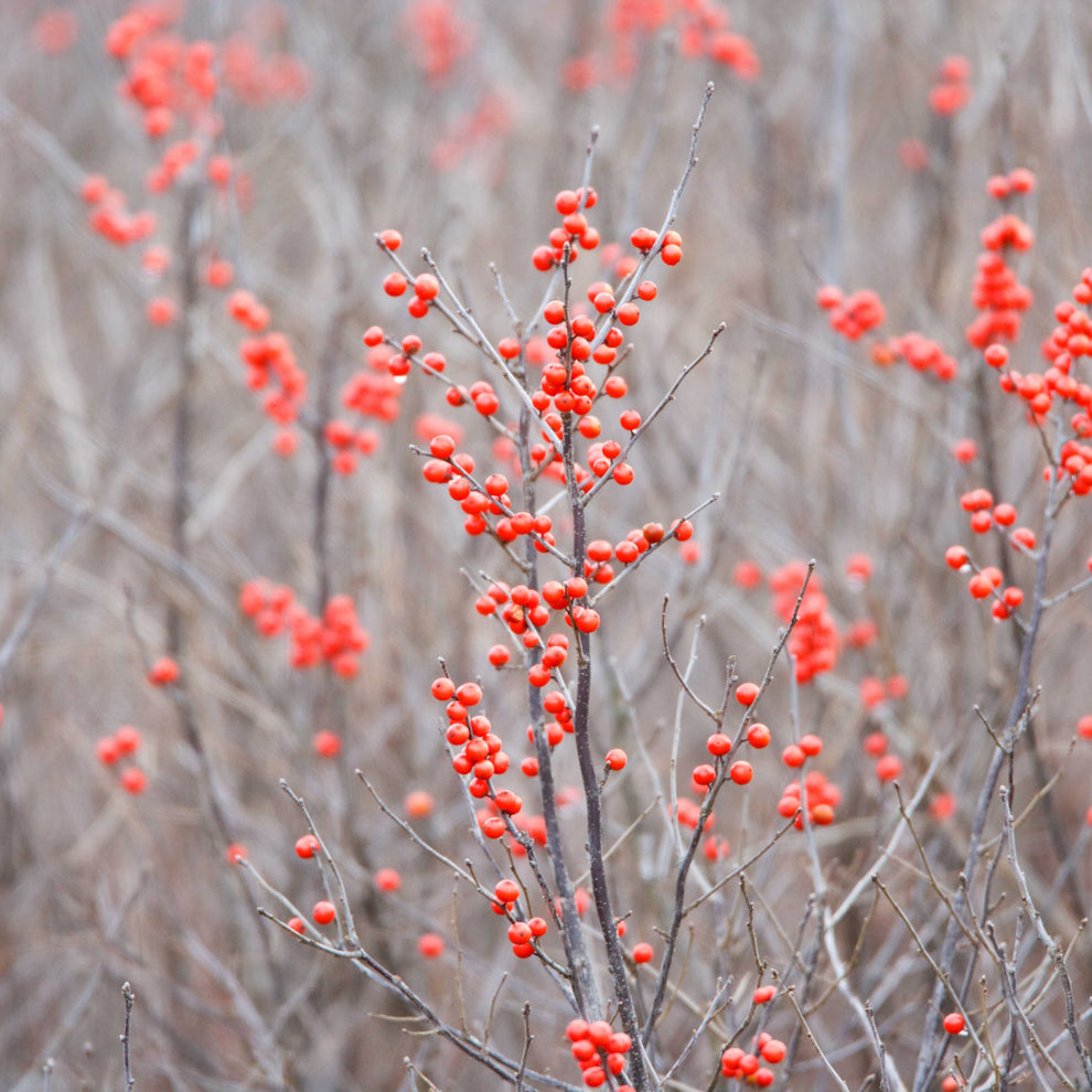 20Pcs Winterberry Seeds – Passion For Plantation