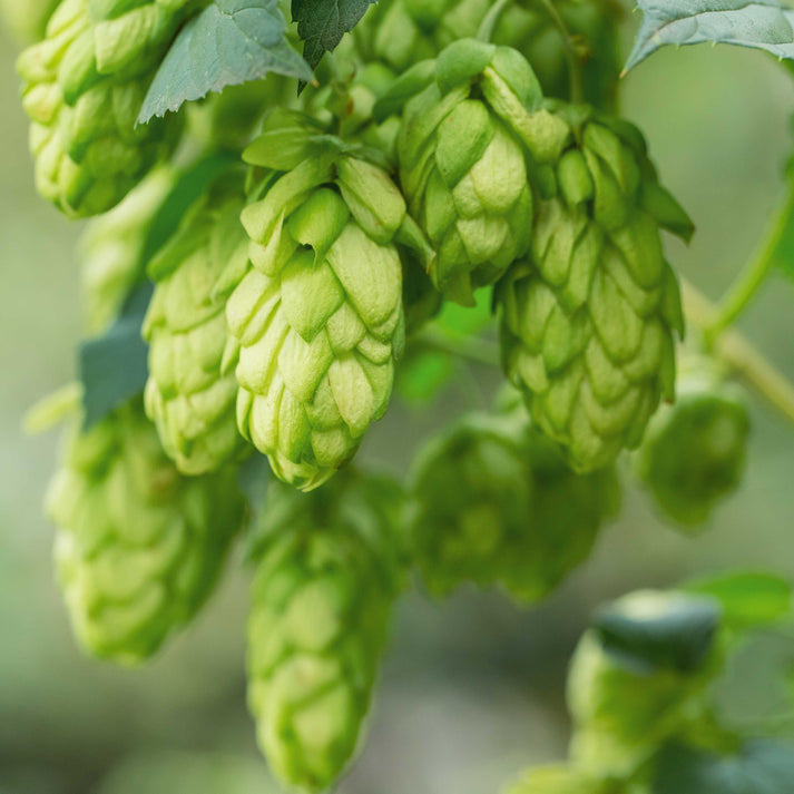 10Pcs Hops (Humulus lupulus) Seeds, Brew Your Own Beer, Easy To Plant ...