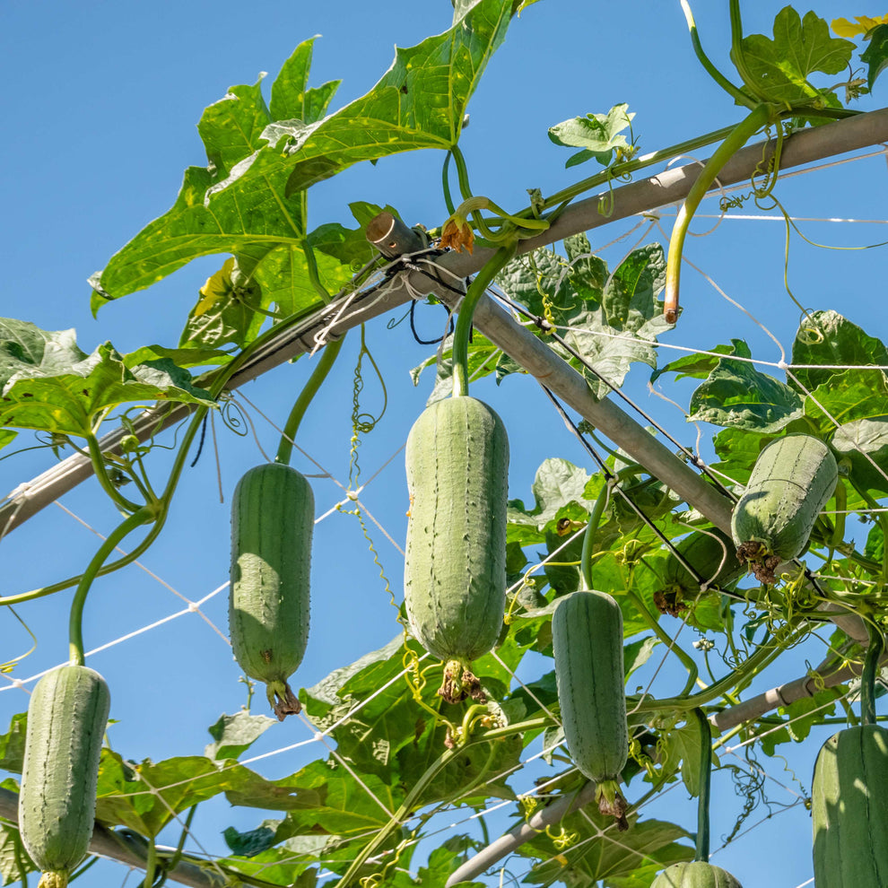 10Pcs Luffa Seeds – Passion For Plantation
