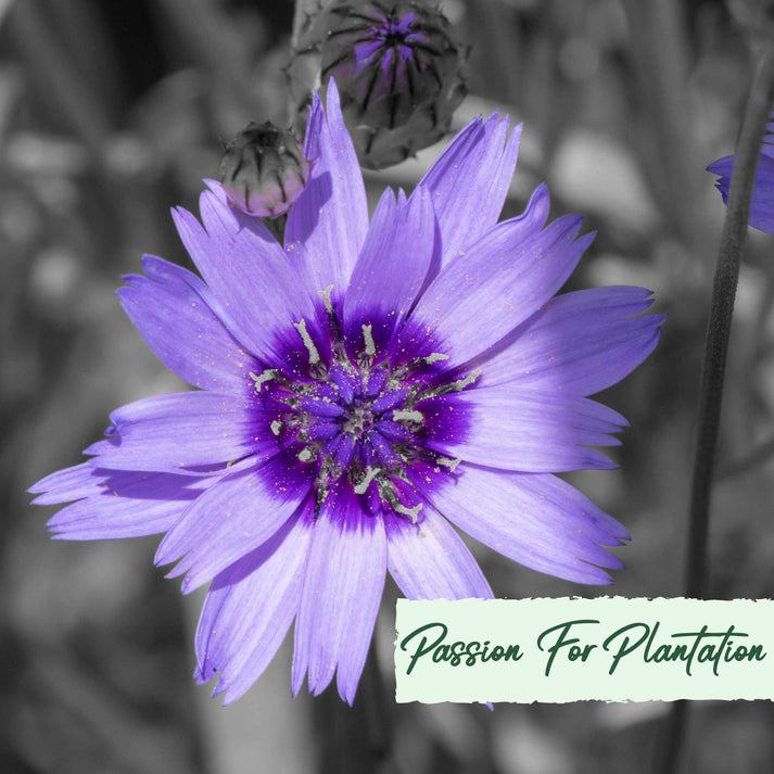 Cupids Dart Blue Flower Seeds (Catananche Caerulea) – Passion For ...