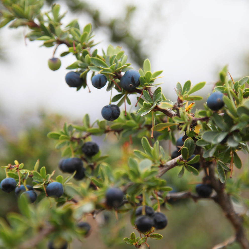 50Pcs Calafate Berry (Berberis microphylla) Berry Seeds – Passion For ...