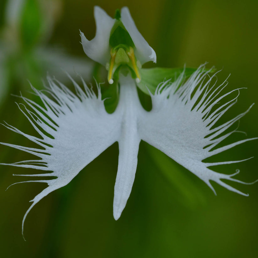 100Pcs Japanese Radiata White Egret Orchid Plant Seeds – Passion For ...