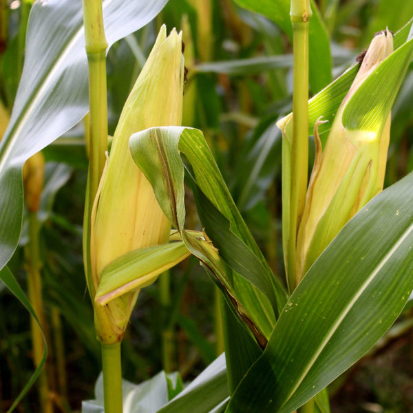 20pcs Sweet Corn Seeds – Passion For Plantation