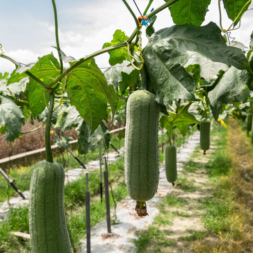 10Pcs Luffa Seeds – Passion For Plantation