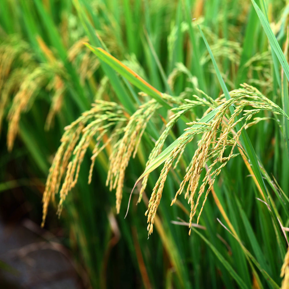 100Pcs Organic Rice Seeds – Passion For Plantation