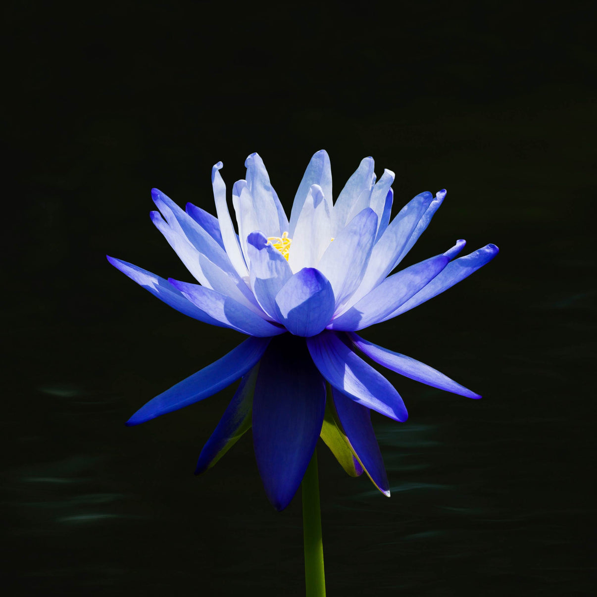 5 BLUE LOTUS Flower Seeds – Passion For Plantation