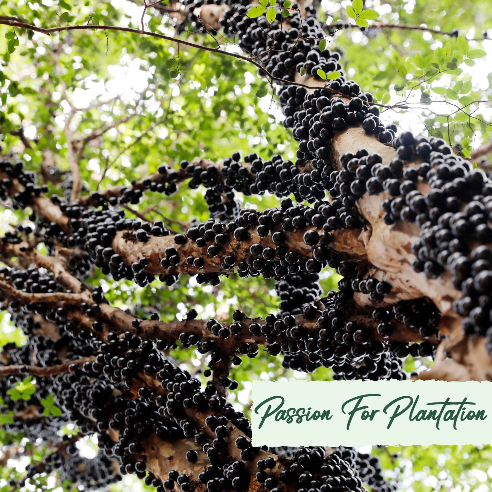 Rare Brazilian Grape Tree (Jabuticaba) Seeds – Passion For Plantation