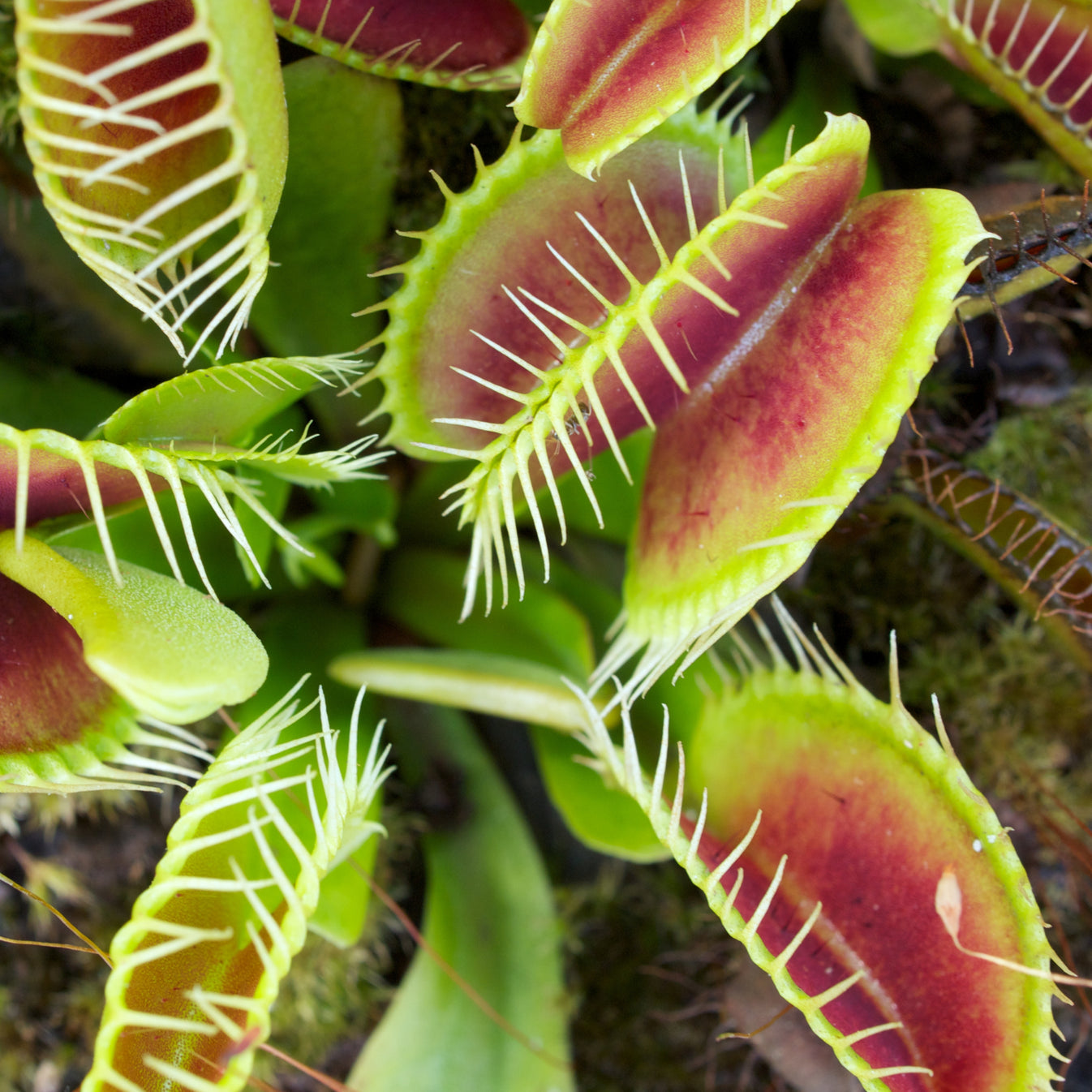 100Pcs Ferocious Venus Flytrap (Insectivorous, Carnivorous) Plant Seed ...