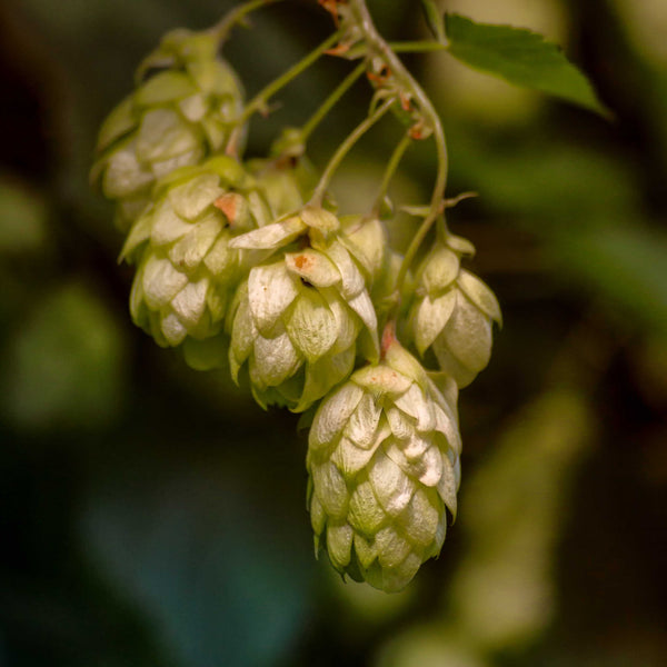 10Pcs Hops (Humulus lupulus) Seeds, Brew Your Own Beer, Easy To Plant ...