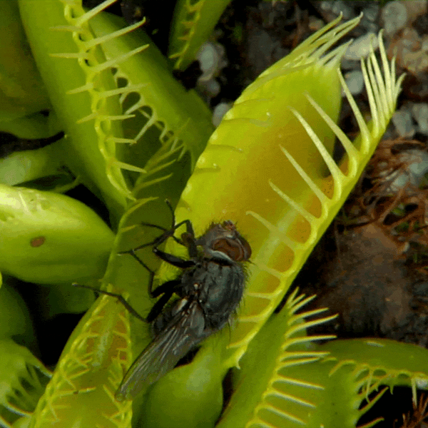100Pcs Ferocious Venus Flytrap (Insectivorous, Carnivorous) Plant Seed ...