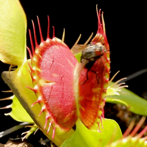 100Pcs Ferocious Venus Flytrap (Insectivorous, Carnivorous) Plant Seed ...