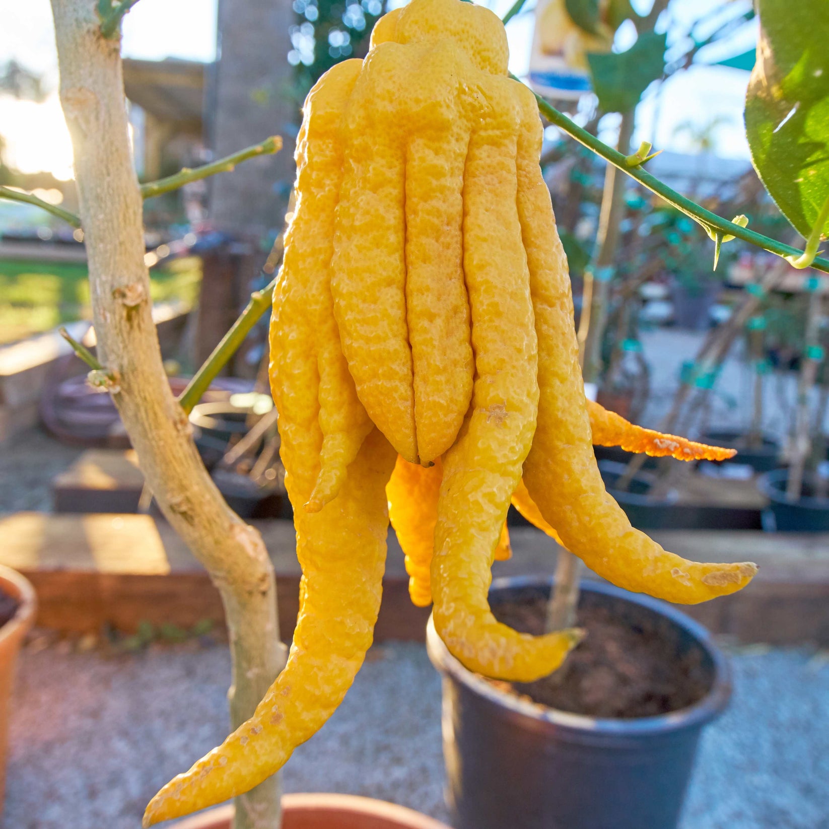 50Pcs Buddha's Hand Plant Seeds – Passion For Plantation