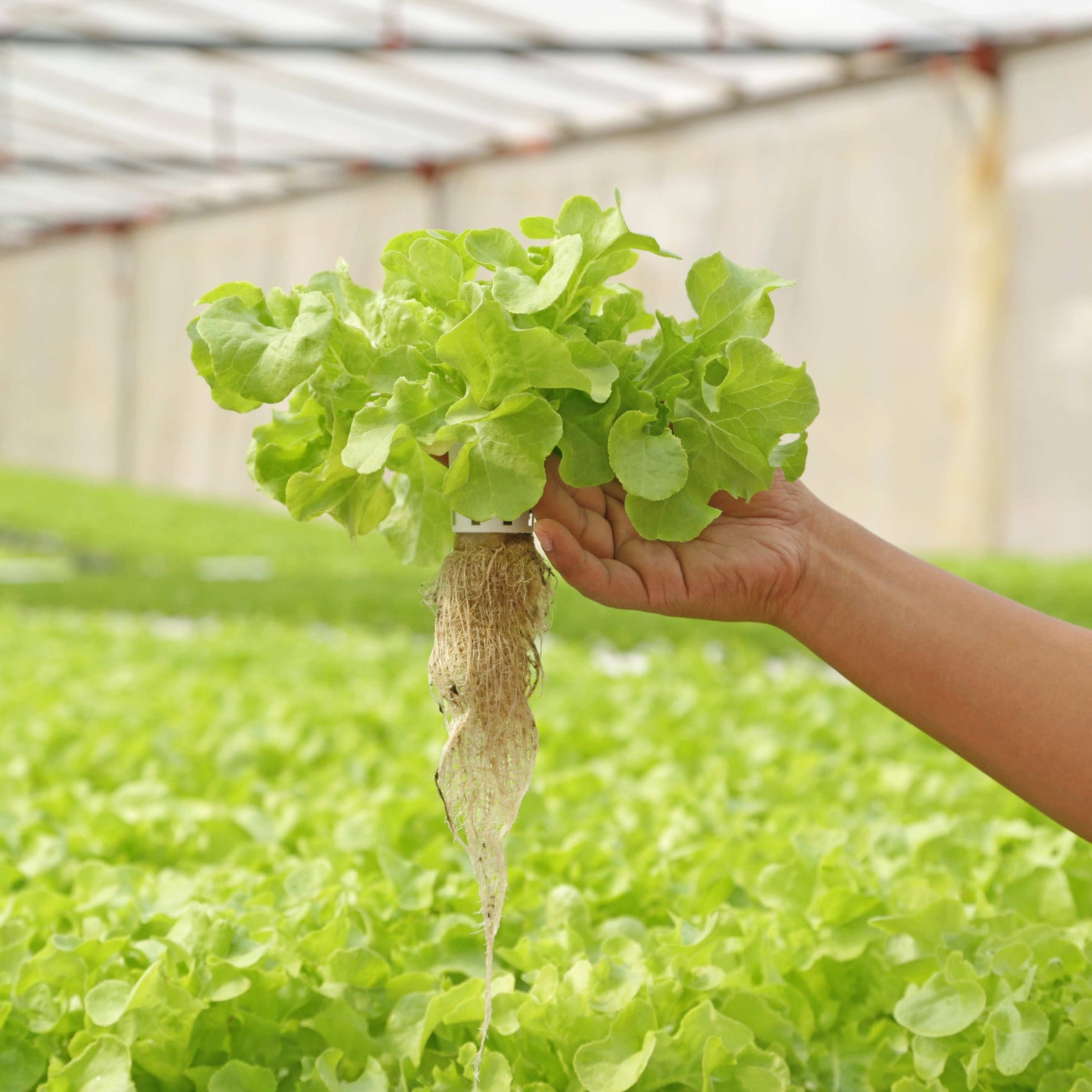 100Pcs Organic Lettuce Seeds – Passion For Plantation