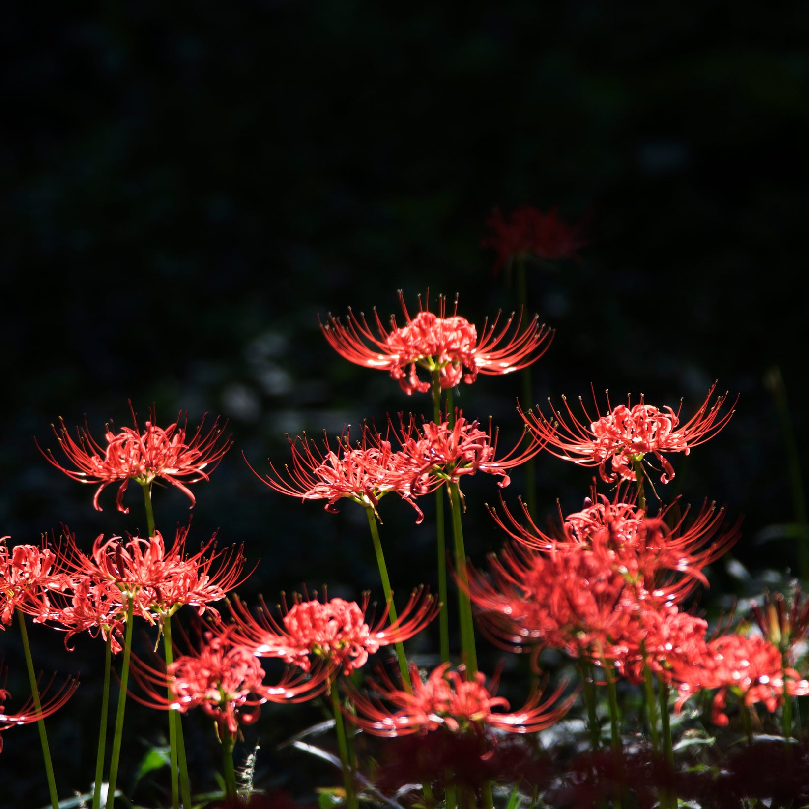 20Pcs Japanese Red Spider Lily / Higanbana Flower Seeds – Passion For ...