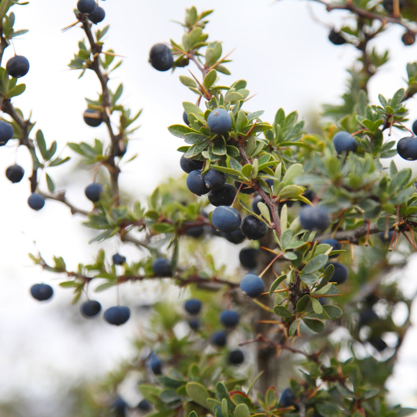 50Pcs Calafate Berry (Berberis microphylla) Berry Seeds – Passion For ...