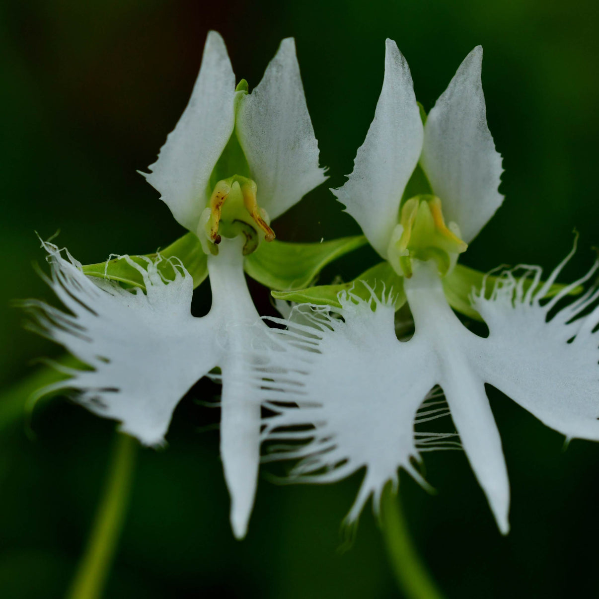 100Pcs Japanese Radiata White Egret Orchid Plant Seeds – Passion For ...