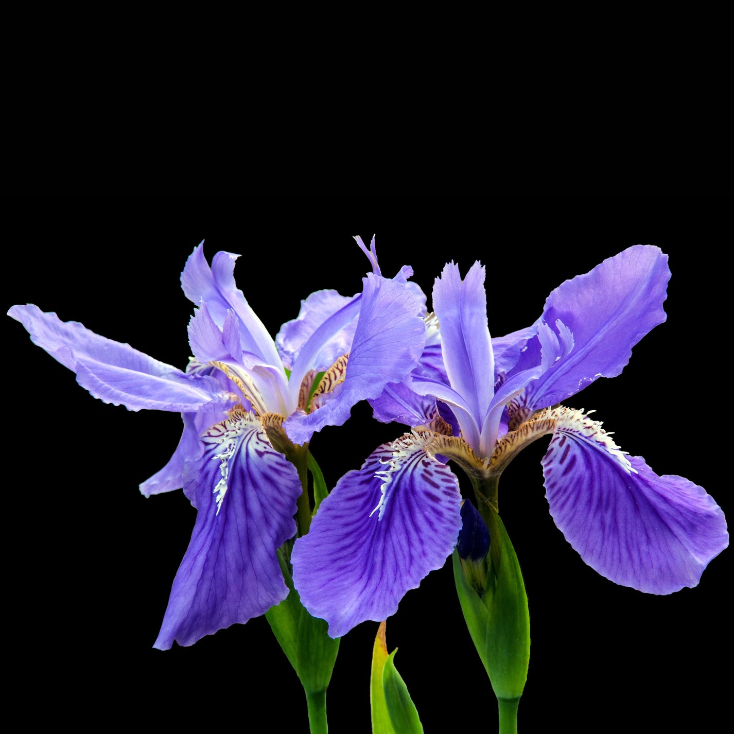 20Pcs Iris Setosa Flower Seeds – Passion For Plantation