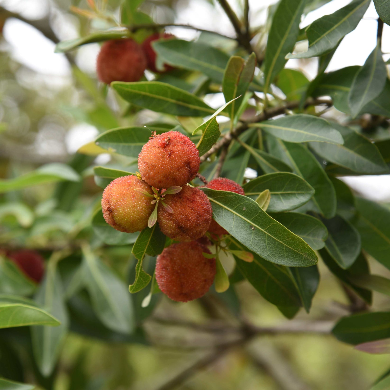 5Pcs Yangmei (Bayberry) Plant Seeds – Passion For Plantation