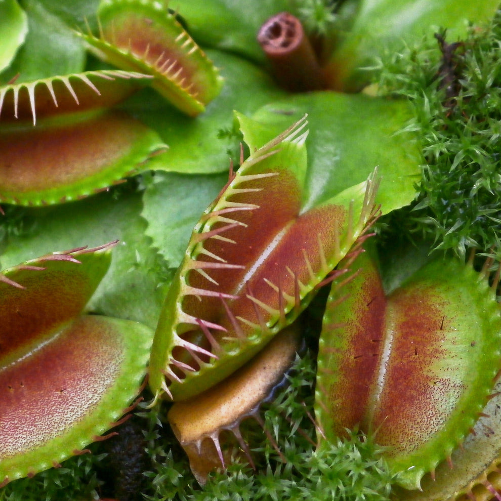 100Pcs Ferocious Venus Flytrap (Insectivorous, Carnivorous) Plant Seed ...