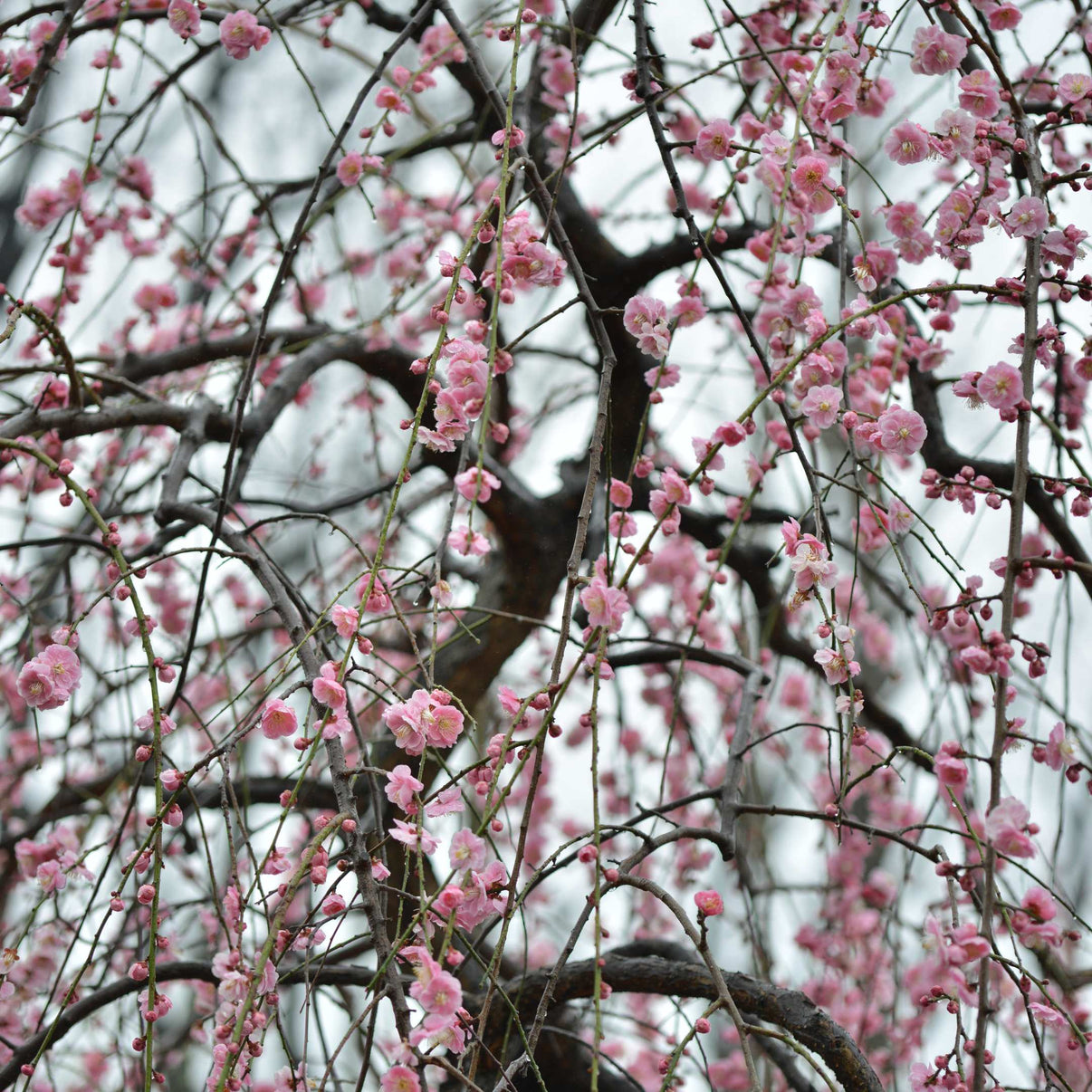 20Pcs Japanese Plum Blossom / Ume Flower Seeds – Passion For Plantation