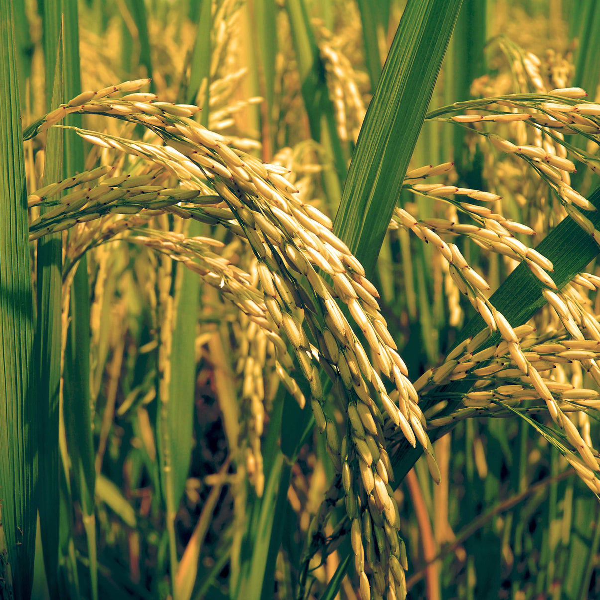 100Pcs Organic Rice Seeds – Passion For Plantation