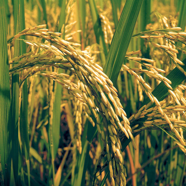 100Pcs Organic Rice Seeds – Passion For Plantation