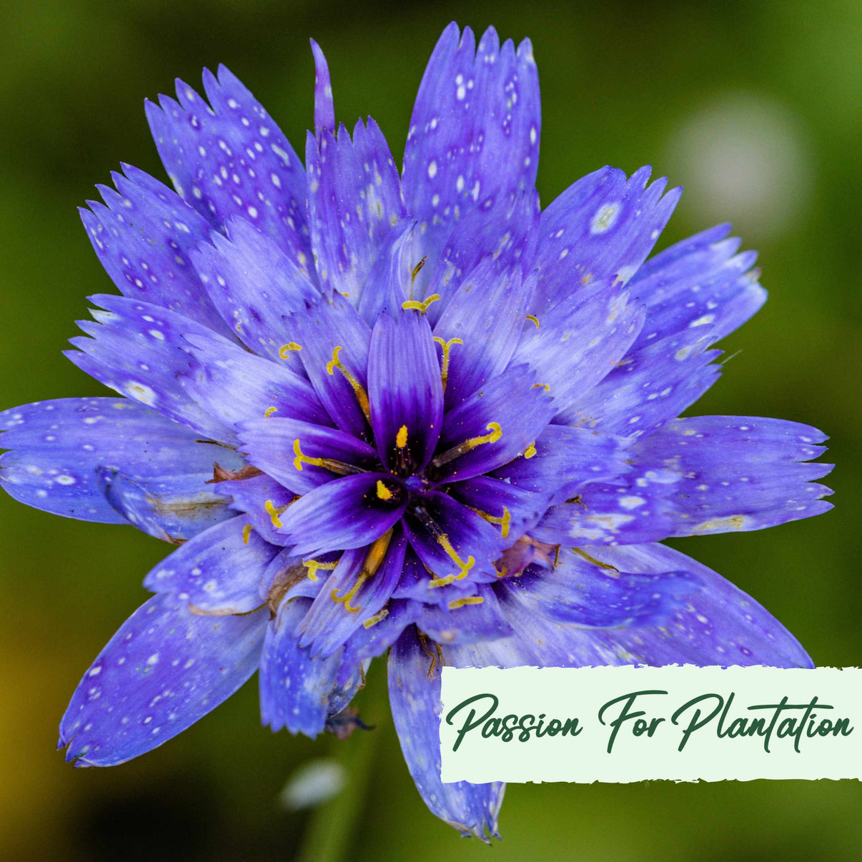 Cupids Dart Blue Flower Seeds (Catananche Caerulea) – Passion For ...