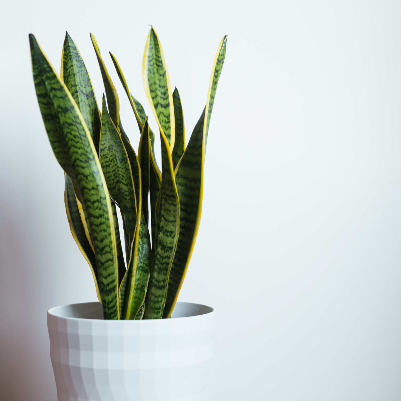 30Pcs Viper Snake Plant Seeds – Passion For Plantation